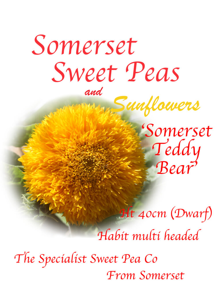 ‘Somerset Teddy Bear’ – Somerset Sweet Peas